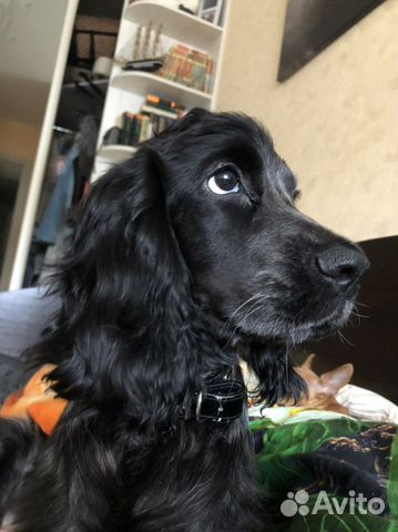 Английский кокер спаниель