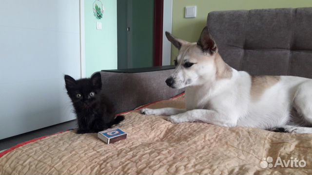 Отдам в добрые руки котенка