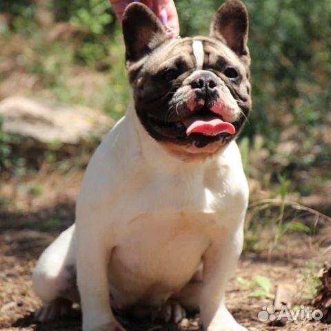 Продам щенков французского бульдога