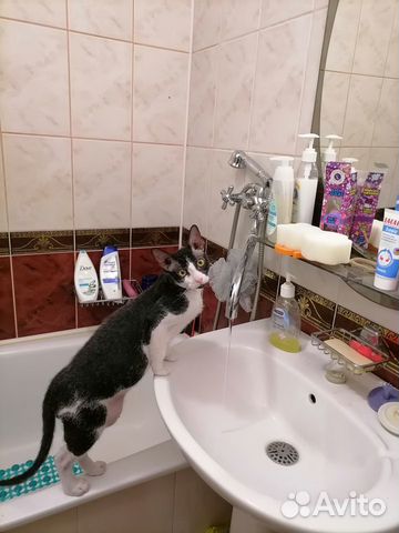 Продам кота