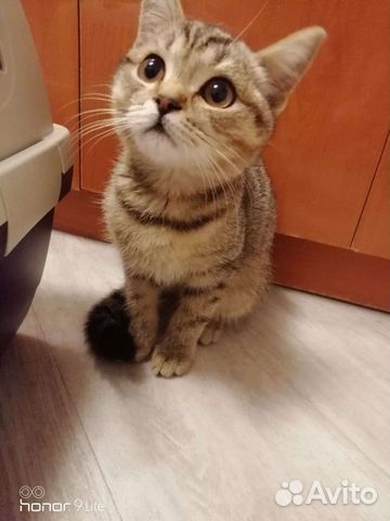 Котёнок сибирский бесплатно