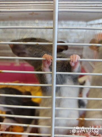 Крыса дамбо