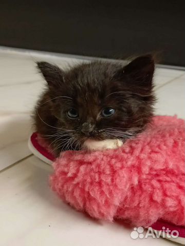 Котик в хорошие руки