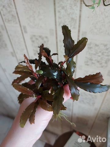 Буцефаландры