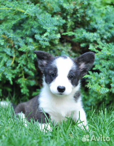 Щенки вельш-корги кардиган