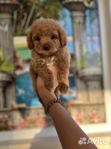 Мальтипу эксклюзив корея+китай мини