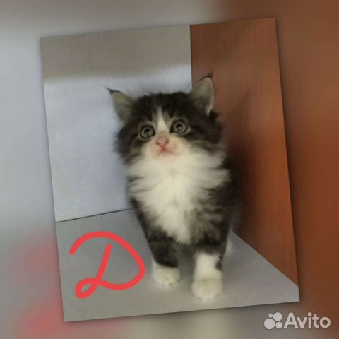 Котёнок в добрые руки
