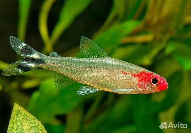 Родостомус