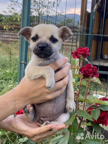 Щенки бесплатно