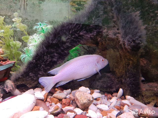Цихлиды взрослые