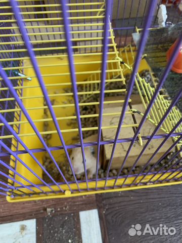 Сирийский хомяк в дар отдадим