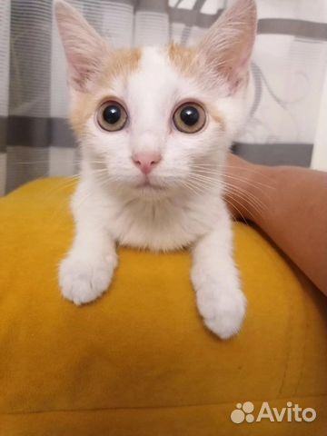 Нежный котенок