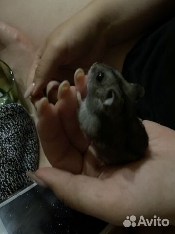 Хомяки джунгарики