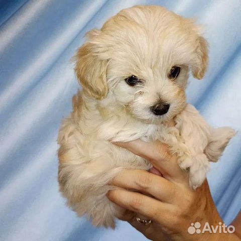 Хорошие щенки. Мальтипу