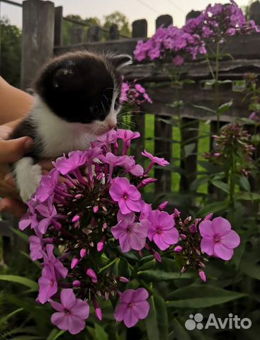 Черно-белый котенок (кошечка) бесплатно:)