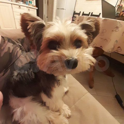 Бивер мальчик вязка. Родители чемпионы