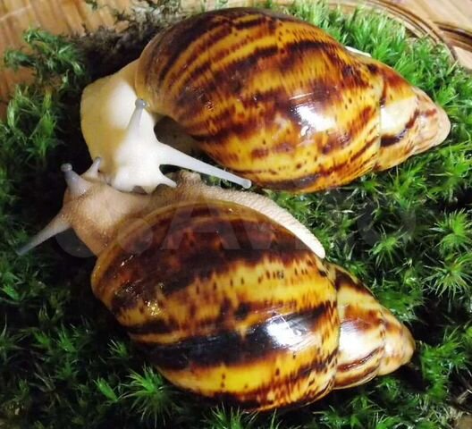 Архахатина овум