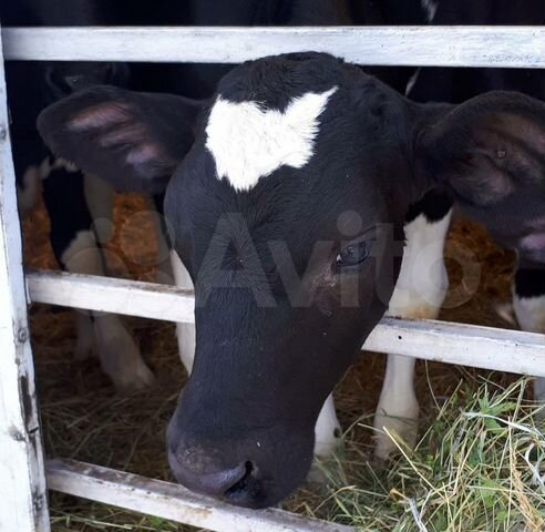 Бычки, телки