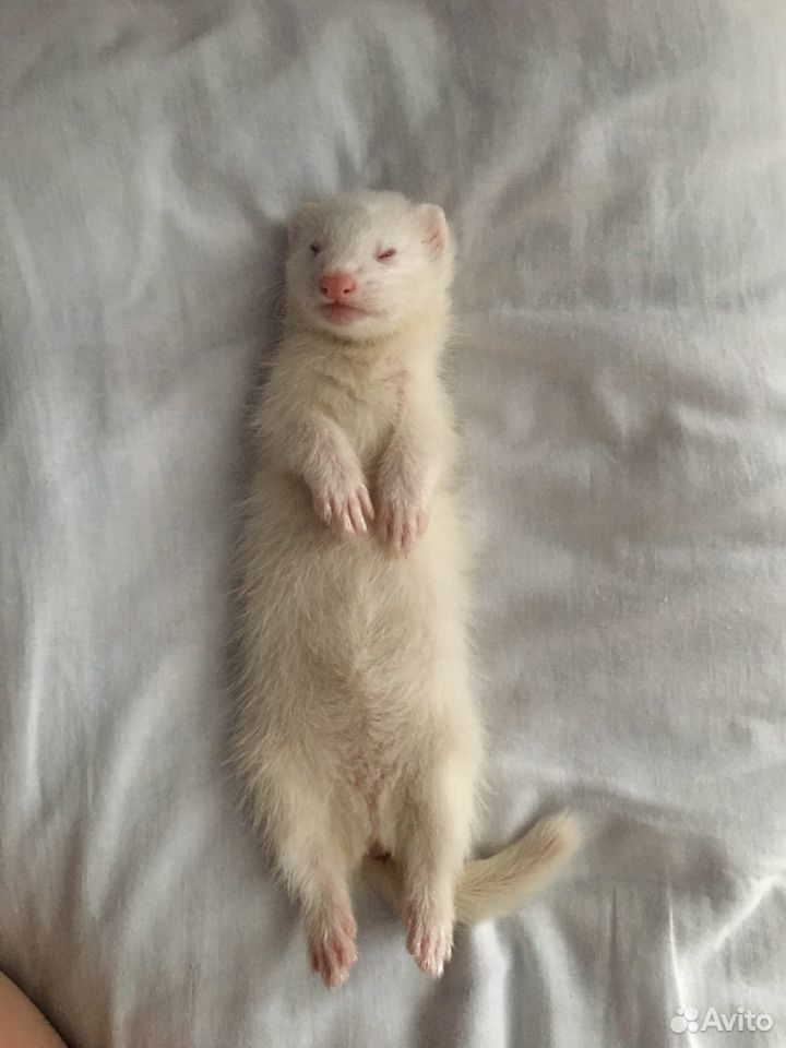 Хорек с клеткой