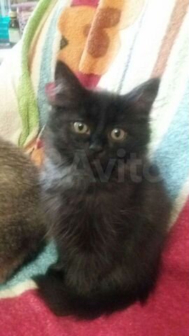 Отдам подрощенные кошечку(родилась 3февраля) В доб