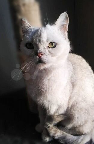 Взрослая британочка в дар