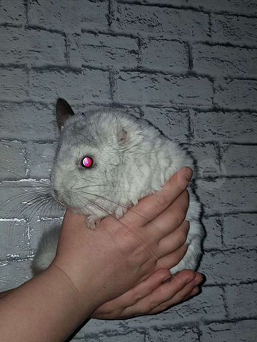 Шиншилла