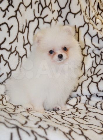 Померанский шпиц