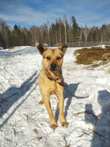 Щенок мальчик бесплатно