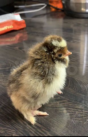 Цыплята кур несушек павловские и Ухейилюй