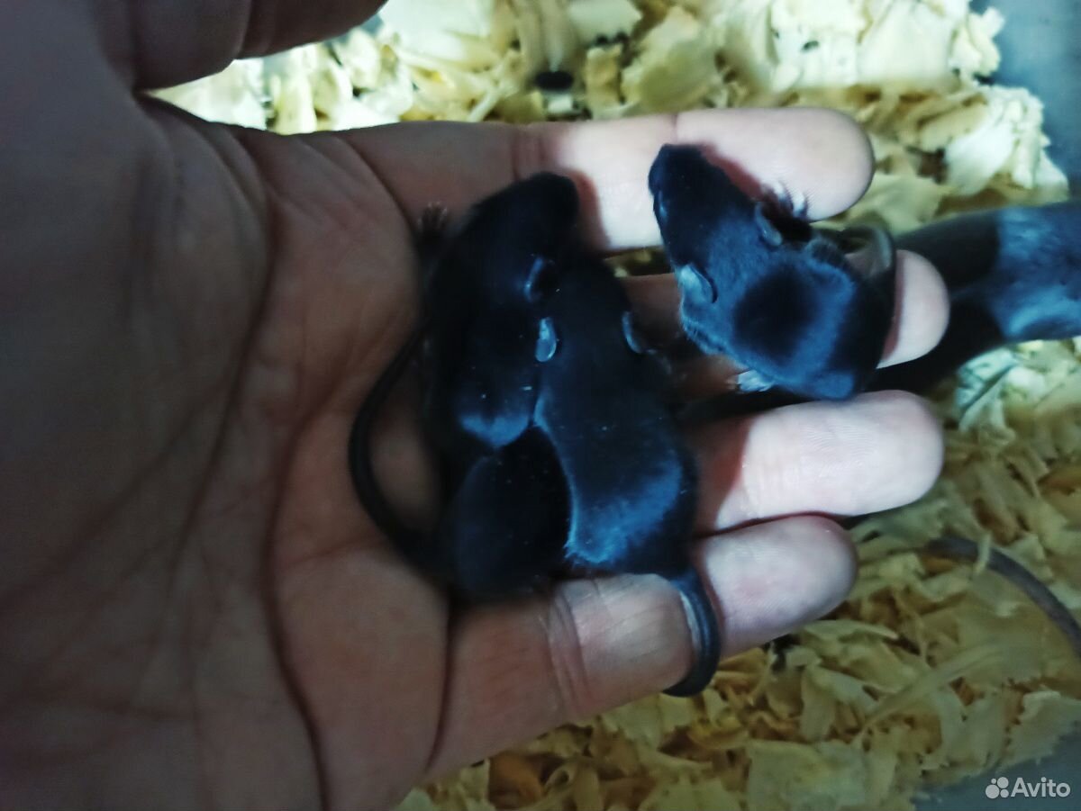 Мышь декоративная черный селф