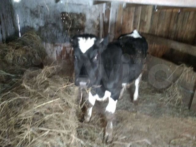 Телка 9 месяцев