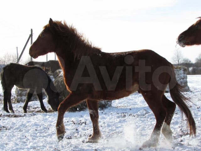 Арабский жеребец