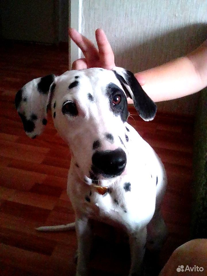 Далматинец