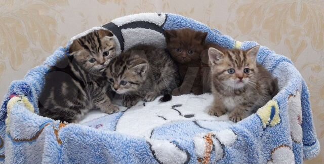 Шотландские котята