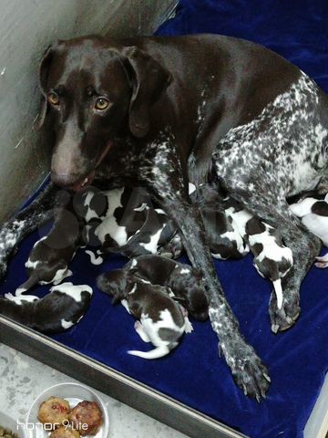 Щенки курцхаара (резервируйте)