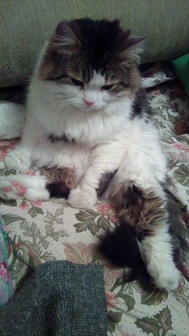 Кот-Яша. Бесплатно в добрые руки. Рогомаффинн