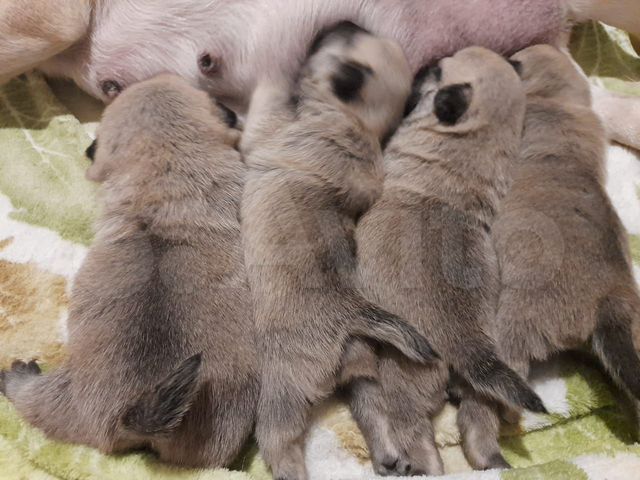 Резерв щенков мопса