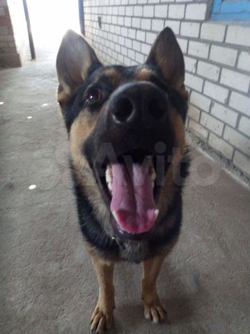 Вязка, Случка, Спаривание