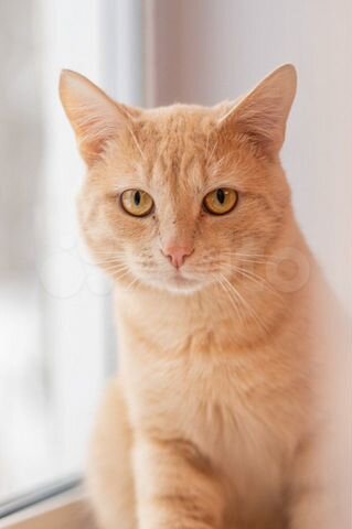 Красовец Барсик ищет семью