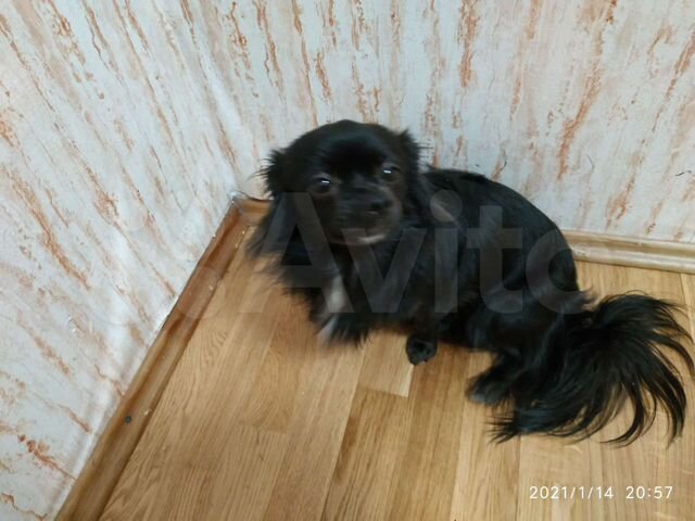 Годовалый чихуа