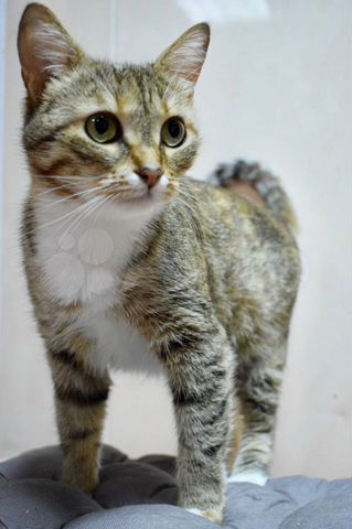 Кошка Софи 1,5 года