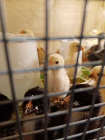 Цыплята орпингтон