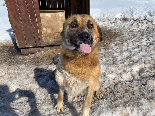 Собака бесплатно в добрые руки