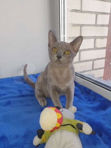 Барышня-истинная леди