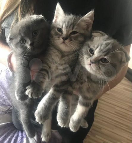 Британские котята (скоттиш фолд)