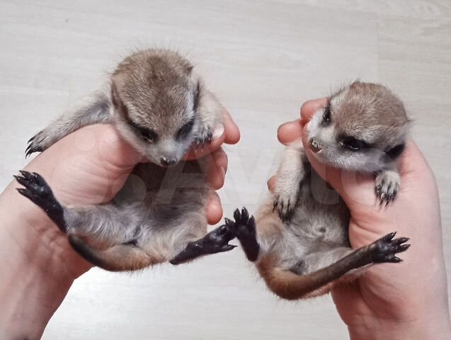 Сурикаты. Щенки