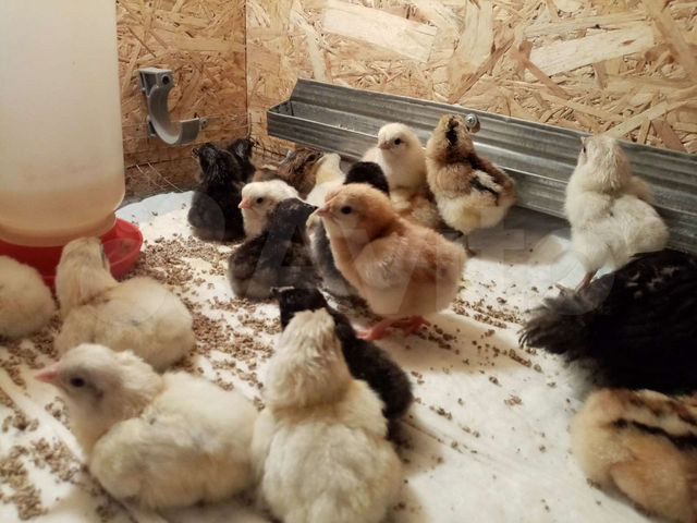 Цыплята пасхальных курочек