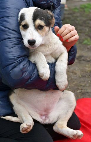 Отдам щенка помесь сао