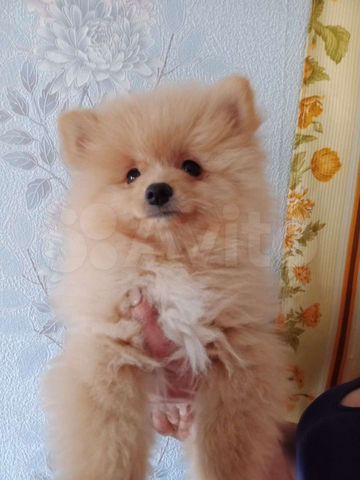 Щенки немецкого шпица