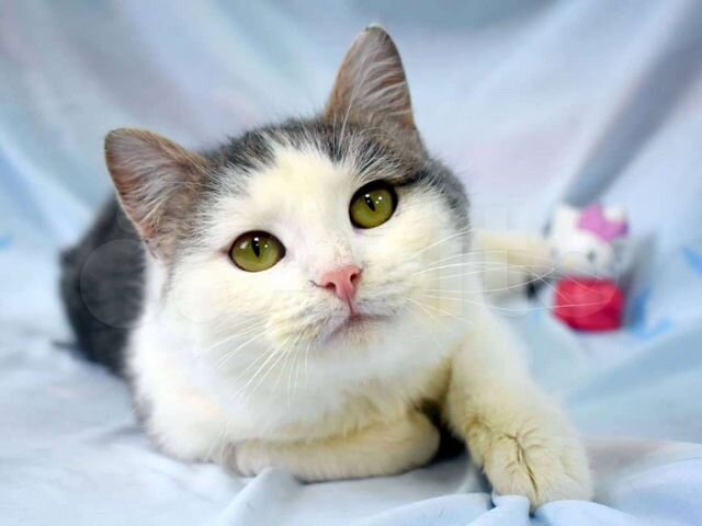 Котенок 9 мес